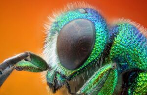 Ujed i ubod insekta: sve što treba da znate